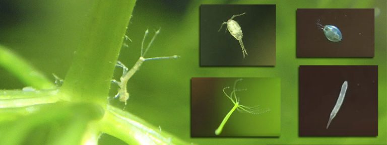Identifica la microfauna de tu acuario 🔎🐛 - Acuarios Rtules